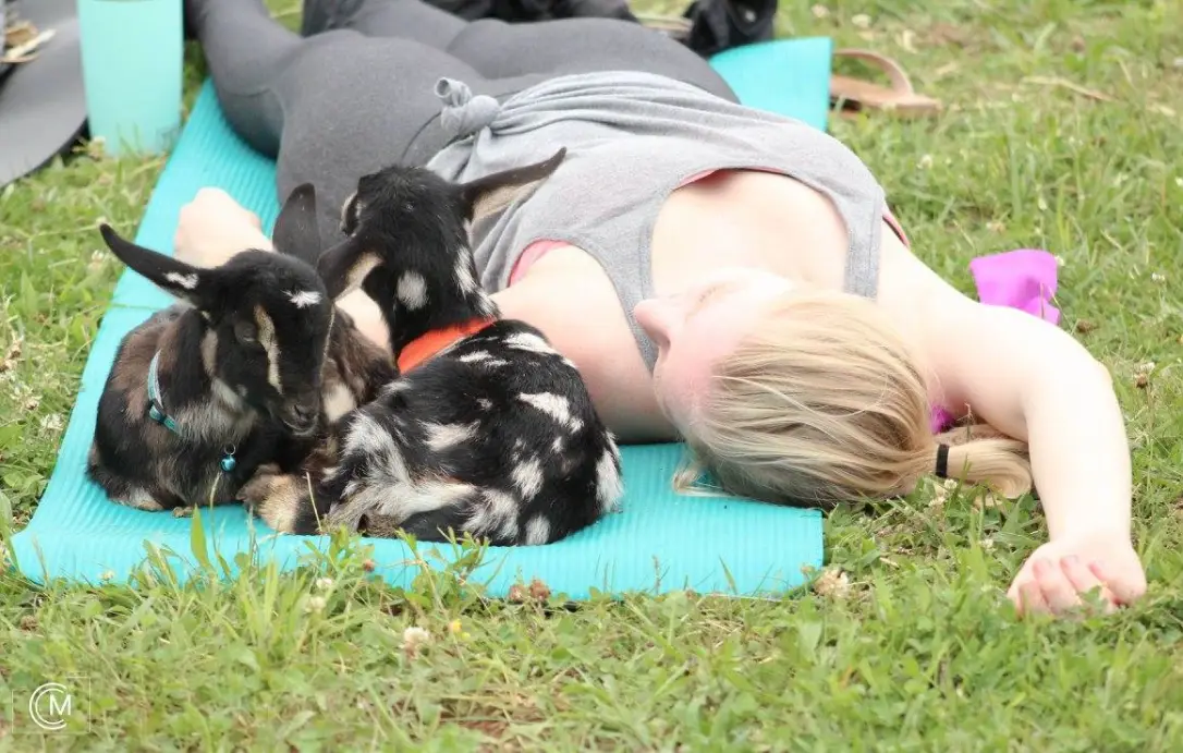 Animal Therapy – Virginia Goat Yoga